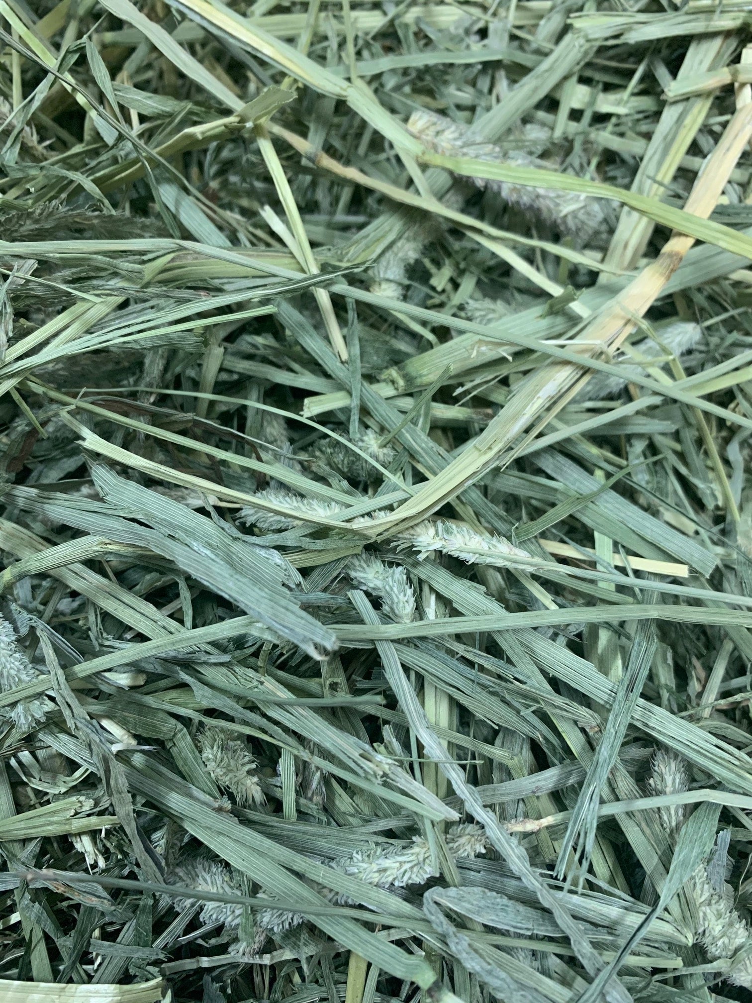 Timothy Grass Hay