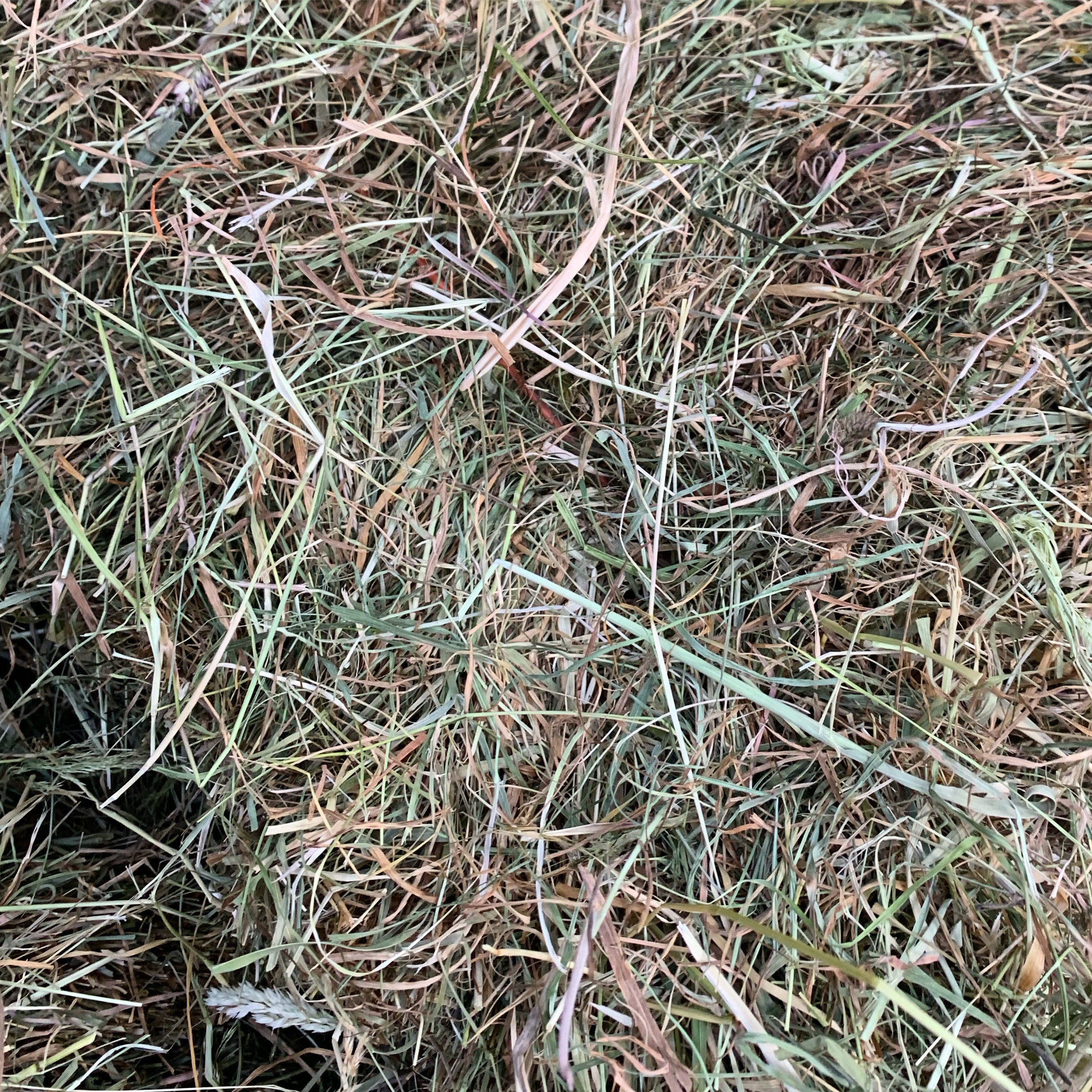 Farm Fresh Meadow Hay | Hay Your Way - Premium Hay Delivered to Your Door